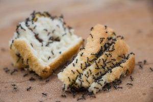 Sugar Ants - Identification, Behavior, and Treatment | Croach®